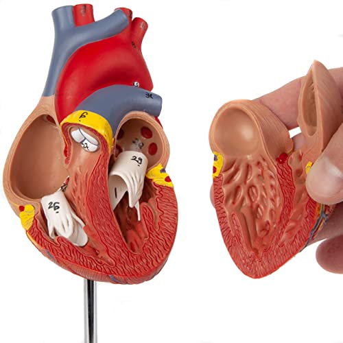 Axis Scientific Heart Model, 2-Part Deluxe Life Size Human Heart Anatomical Replica, 34 Anatomical Structures, 3D Heart Model Anatomy, Magnetic Design, Mounted Display Base, Detailed Product Manual