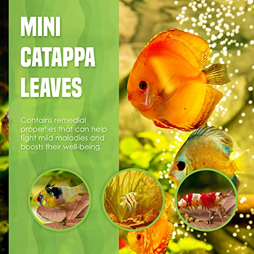 JOR 60 Pack Mini Catappa Indian Almond Leaves for Neon Tetra, Dried Leaf for Spawning, Perfect Hiding Spot, Create Brackish Habitat for Tropical Fish Like Guppy, Platy, Tiger Barb, Discus, Gourami