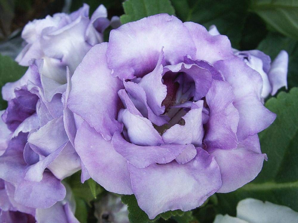 20 + semi/confezione semi di Fiori di Lavanda Lisianthus/annuale/Grande Fiore reciso/Regalo