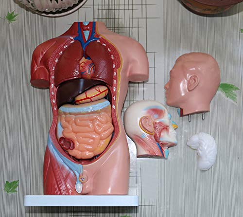 Human Torso Body Anatomy Model - 11 inch, 15 Parts Organ Structure Model for School Medical Education