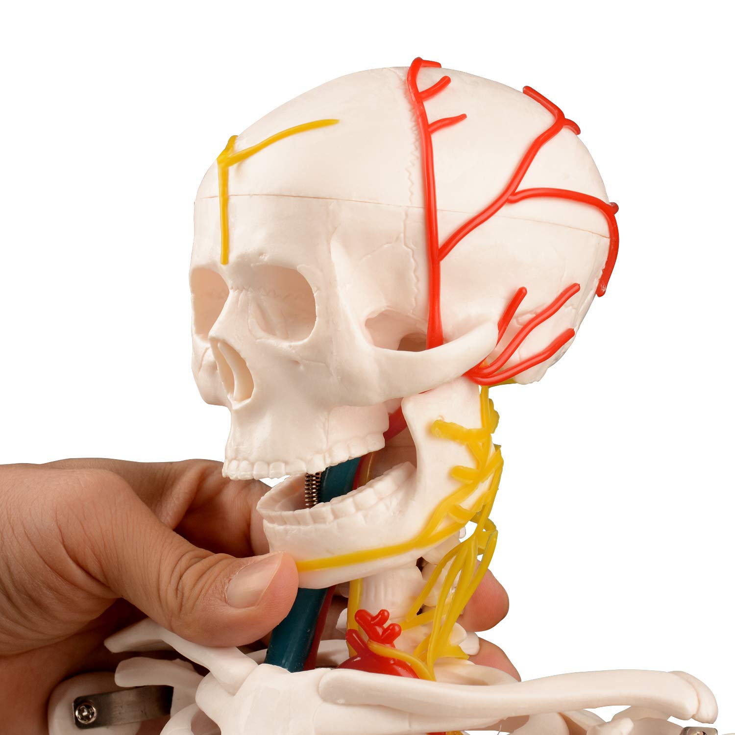 Ultrassist Human Anatomical Skeleton Model, 34" Half Life Size Human Skeleton Replica with The Heart, Spinal and Peripheral Nerves, Veins and Arteries, Vascular Human Skeleton for Human System Study