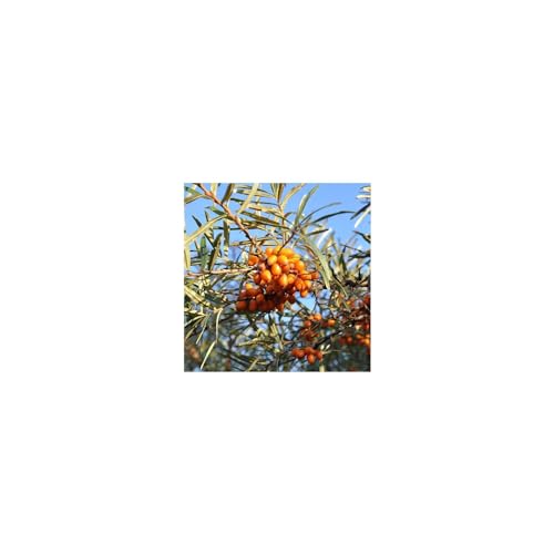 Weleda Hydrating Sea Buckthorn Body Lotion, 6.8 Fluid Ounces (Pack Of 1)