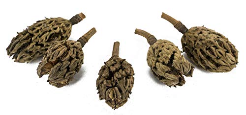 Josh's Frogs Magnolia Pods (Includes 5 Pods)