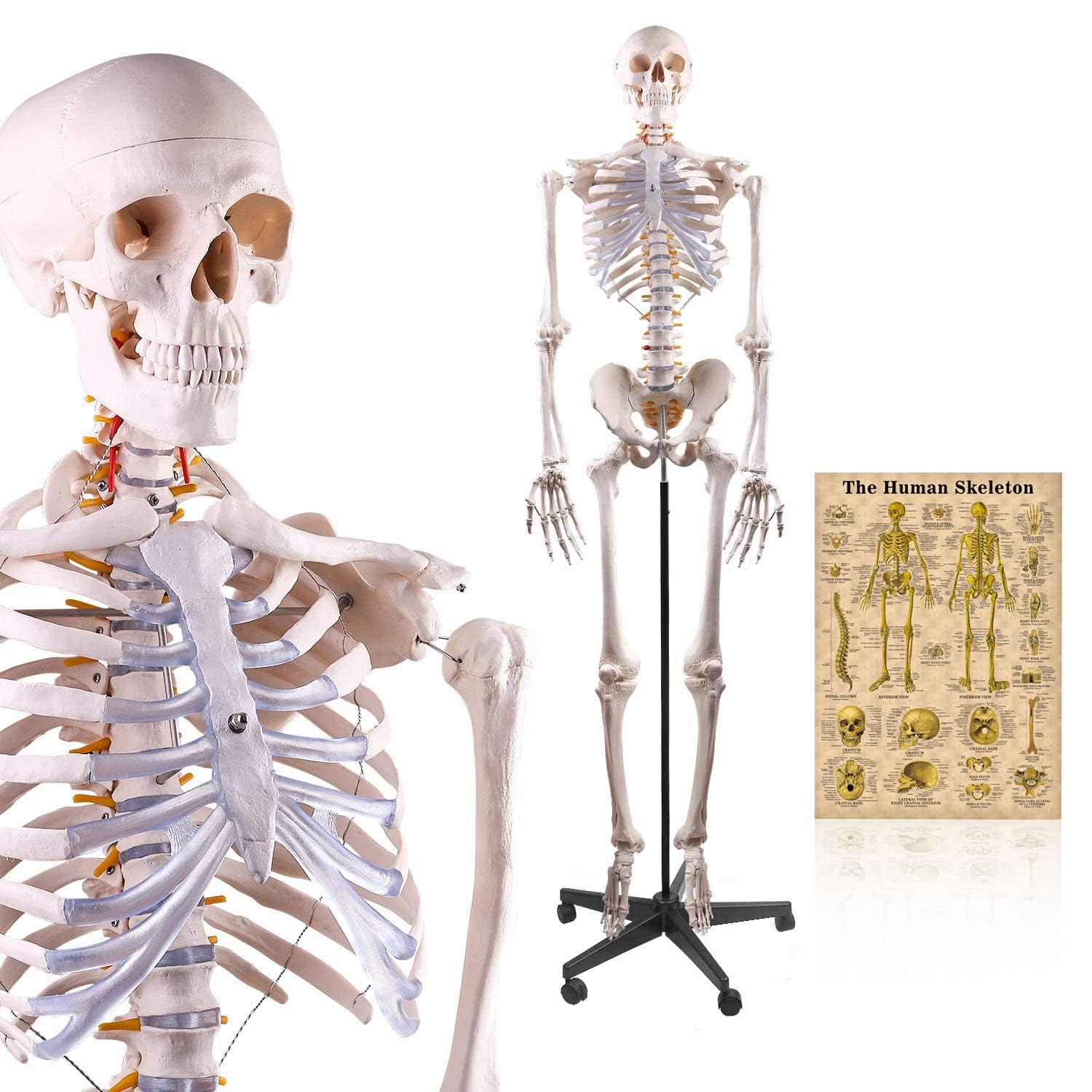 LYOU Human Skeleton Model, Medical Anatomical Skeleton Life Size 70.8 in with Rolling Stand for Anatomy Teaching and Studying, Colorful Poster Includes