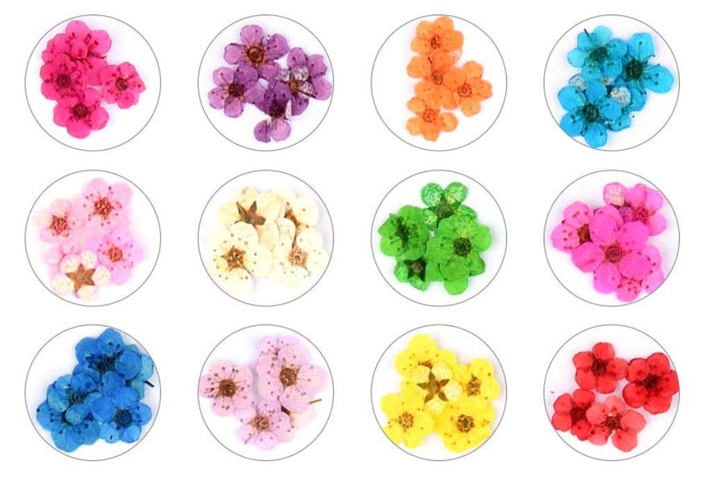Valuu 3D Nail Dried Flowers Sticker,60 Five Petal Flower 12 Colors Natural Real Dry Flower Nail Stickers (60 Flowers)