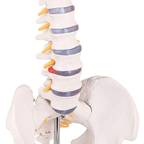 LYOU Flexible Spine Model, 34'' Life Size Spine Anatomical Model with Vertebrae, Nerves, Arteries, Lumbar Column and Male Pelvis, Colorful Poster Include