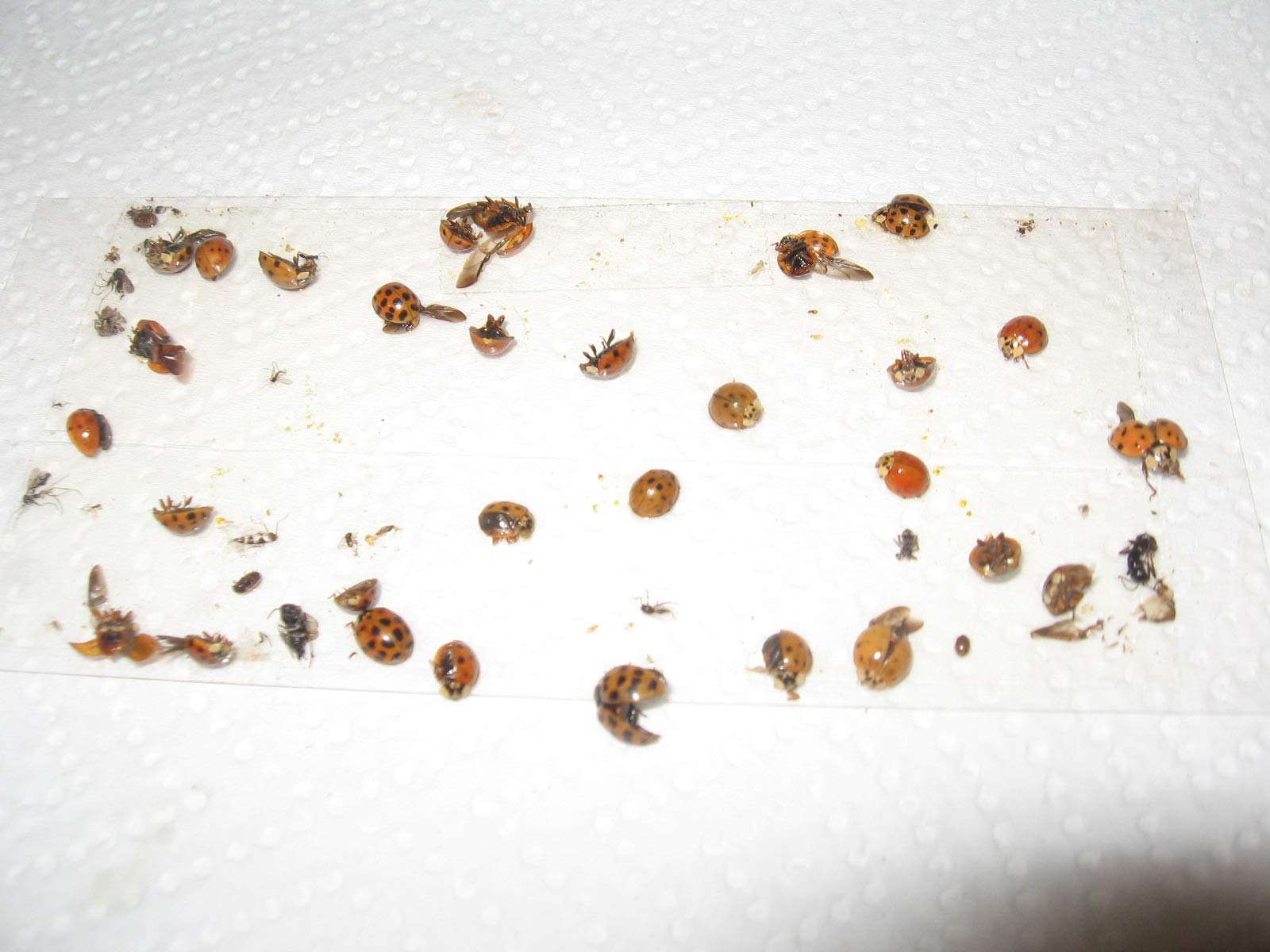 8 pk Economy All Insect Traps/Glue Boards/Window Strips. Fly, Bees, Wasps, Asian Beetles +