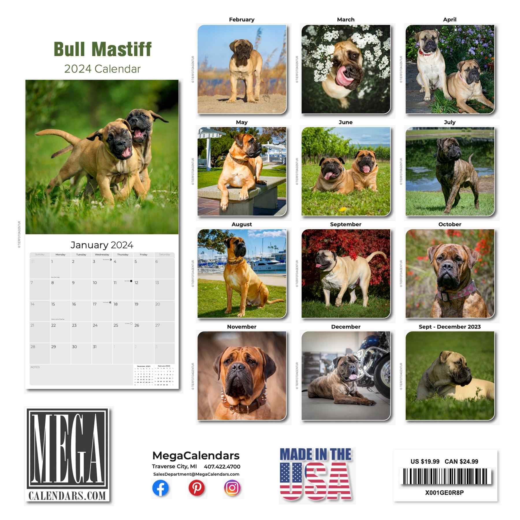 2023 2024 Bull Mastiff Calendar - Dog Breed Monthly Wall Calendar - 12 x 24 Open - Thick No-Bleed Paper - Giftable - Academic Teacher's Planner Calendar Organizing & Planning