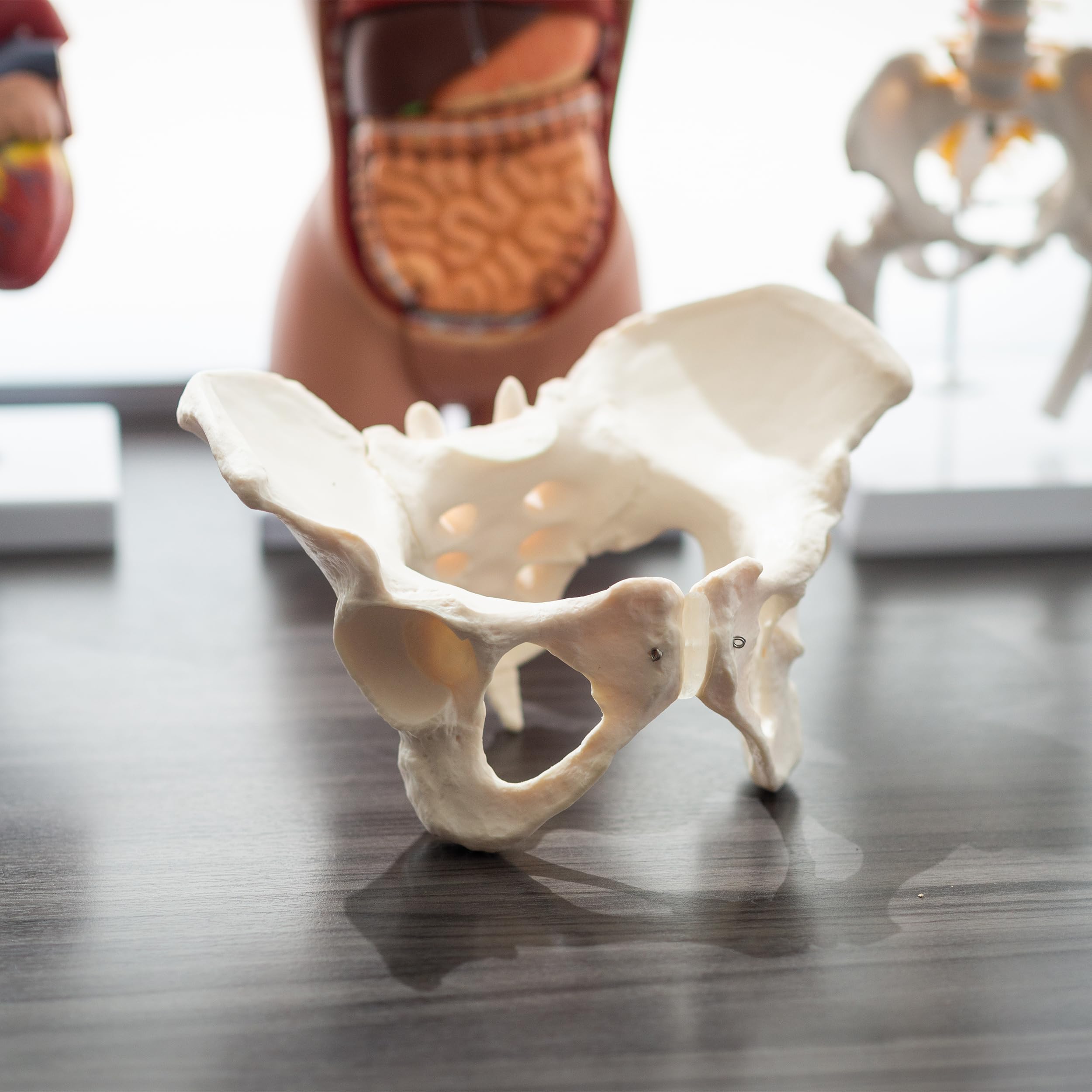 MonMed Life Size Female Pelvis Model, Hip Model β Female Anatomy Model, Hip Bone Pelvic Model Female Anatomical Model