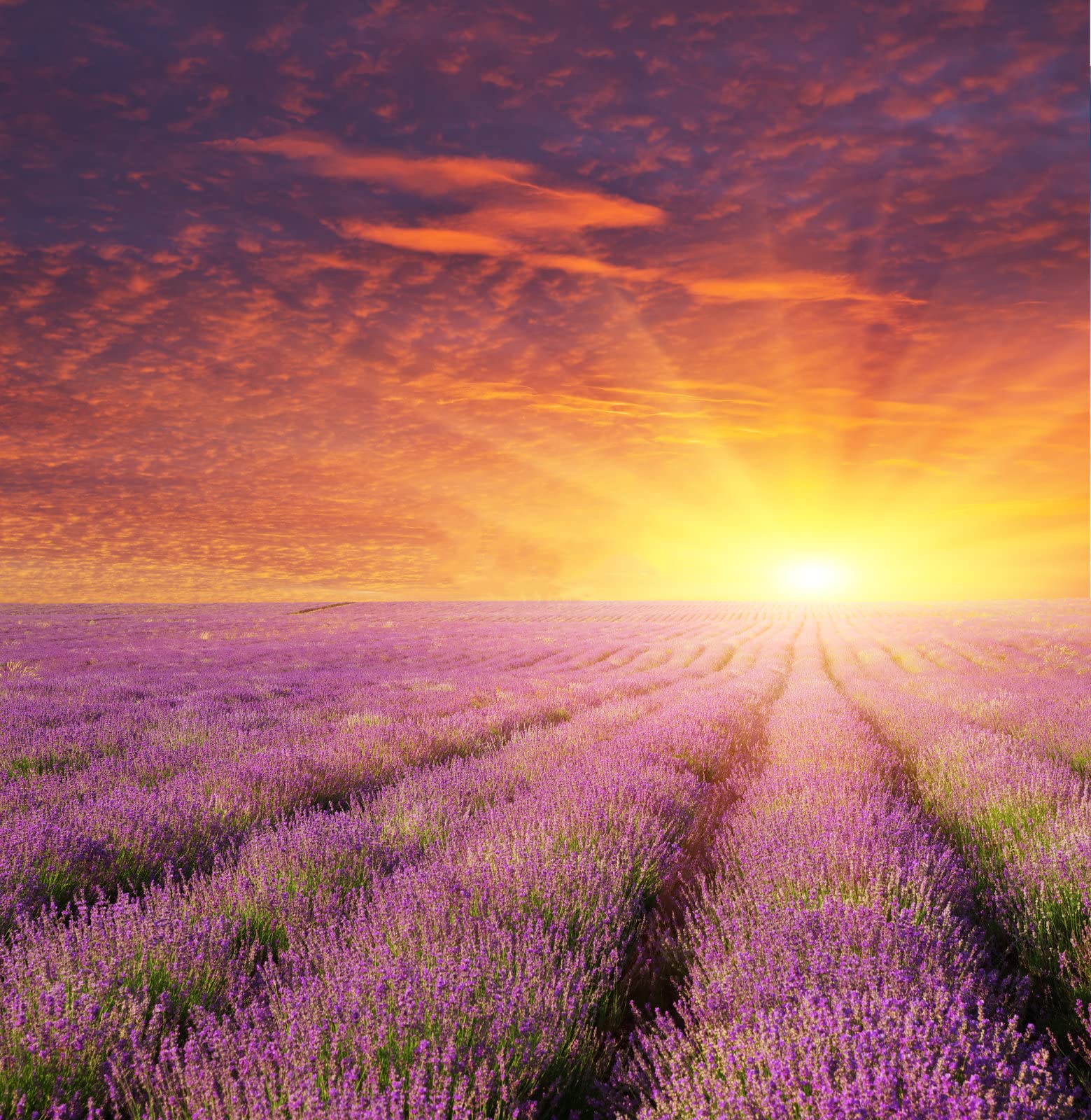 5000+ Lavender Seeds Non-GMO Heirloom Perennial Herb Seeds 90% Germination Lavender Seeds for Planting Indoors, Outdoors