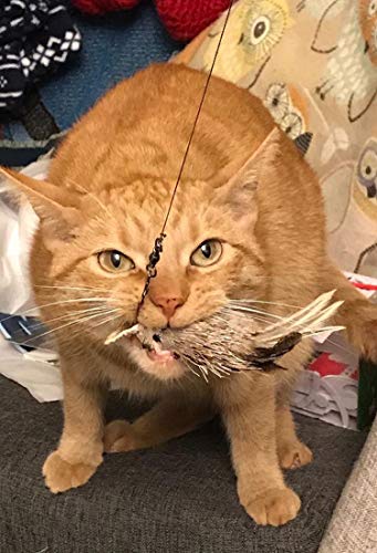 Big Sky Cats House Finch Bird Refill/Attachment- Fits Wildcat and Popular Bird and Mouse Type Wands/Poles