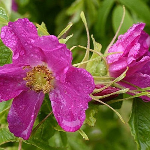 30 semi - Semi Cannella cespuglio di Rose (Rosa davurica)