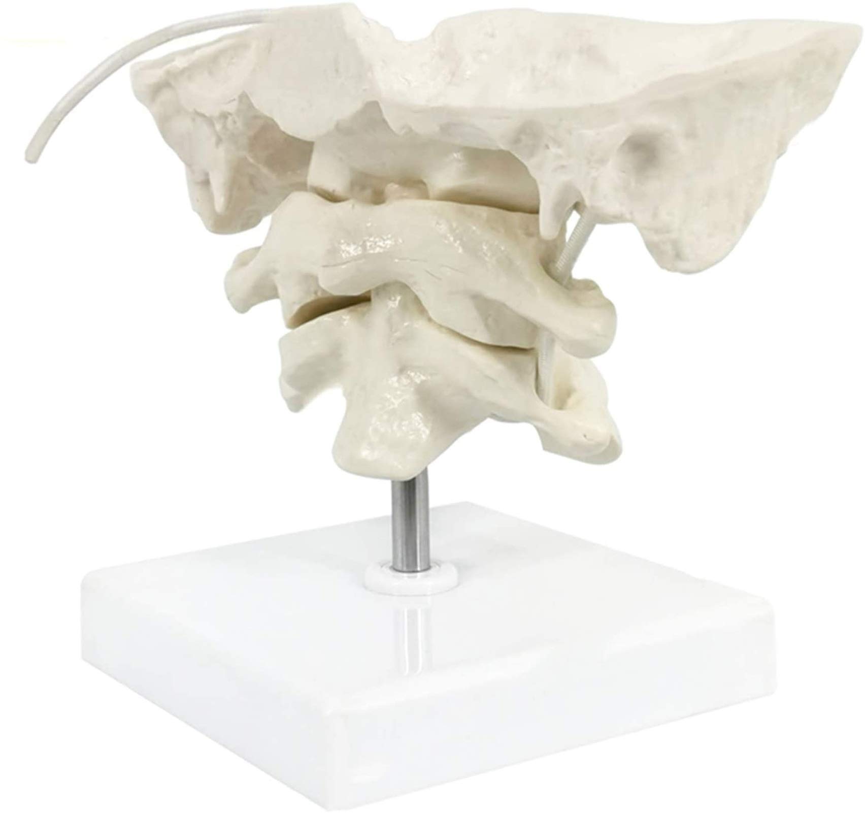 Vacoomcom Model Educational Model Occiput Model - Human Cervical Spine Model Occipital Bone Model PVC Material Atlas and Axis with Occipital Bone Model for Medical Teaching Training Aid (Color : A)