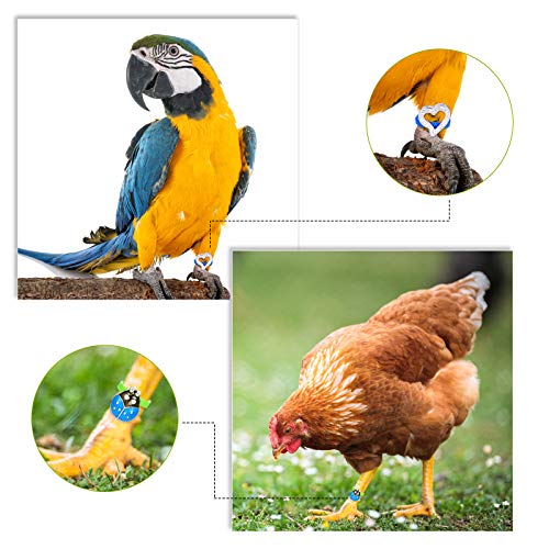 60 Colorful Chicken Poultry Leg Bands Adjustable Chicken Identification Bands Plastic Cable Tie with 30 Poultry Charms Accessories for Bird Chicken Duck Parrot Geese Turkey