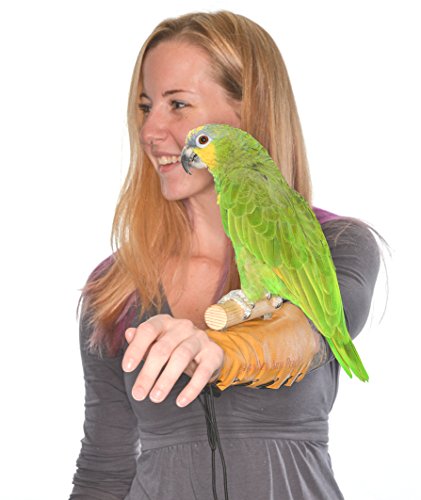 Avianweb™ Arm & Hand Perch (Large (1.5" Dowel))