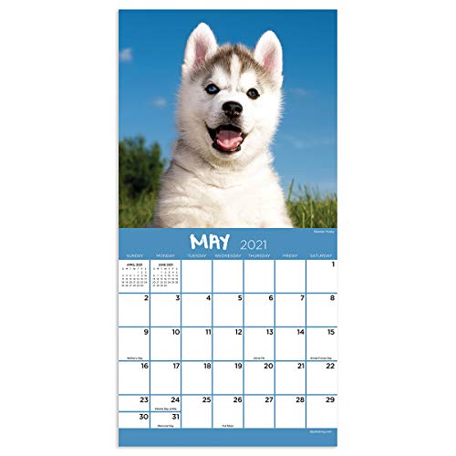 TF PUBLISHING 2021 Puppies Mini Wall Calendar - Animal Photographs with Contacts and Notes Space - Home or Office Planning and Organization in Compact Spaces - Premium Gloss Paper 7"x7"