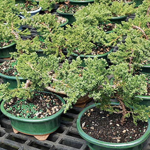 Brussel's Bonsai Live Green Mound Juniper Outdoor Bonsai Tree-3 Years Old 4" to 6" Tall with Decorative Container-Not Sold in California, Blank