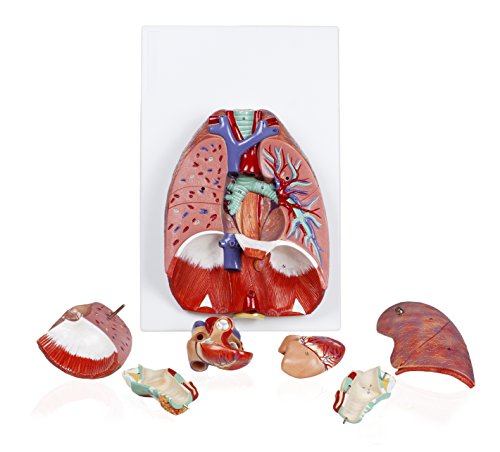 Jackson Global JS00091 Human Respiratory System | Life Size | Includes 7 Removable Parts