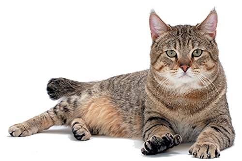 cat Immune Supplement - Hip and Joint - for Cats - Health and Care - CHEWABLE - cat Joint Support - 3 Bottle (360 Chews)
