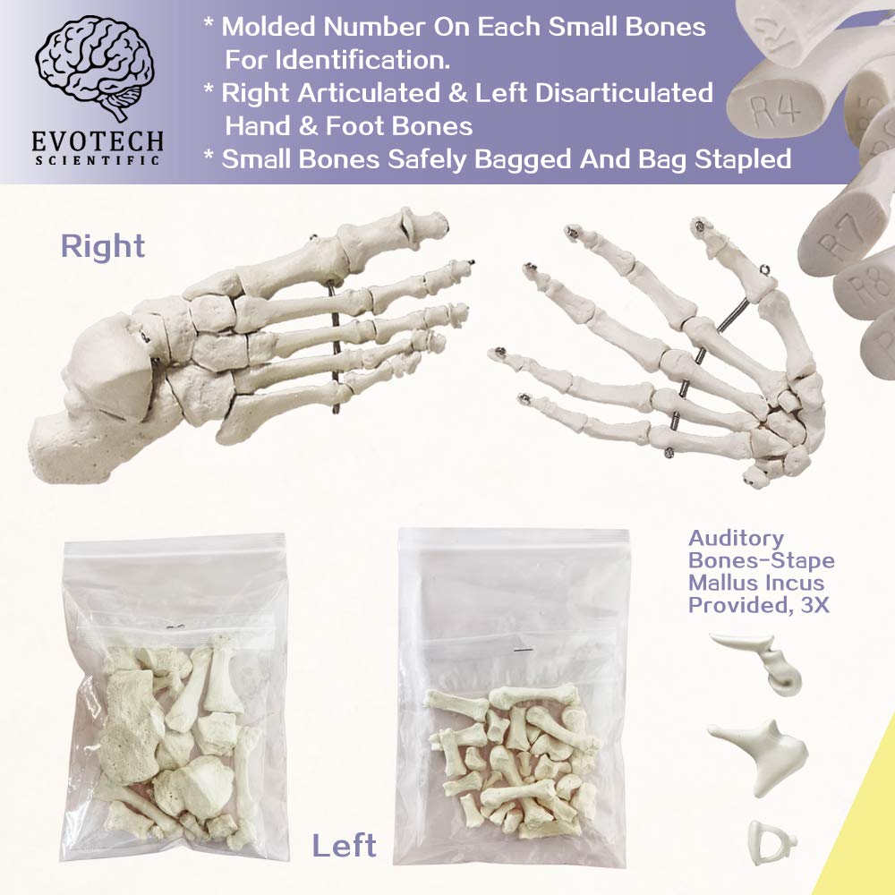 Evotech Disarticulated Human Skeleton Model For Anatomy 67 inch High, Full Size Skeleton Models with Skull, Spine, Bones, Articulated Hand & Foot, for Anatomy Medical Learning