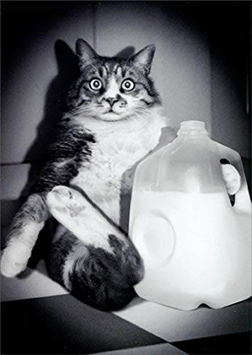 Avanti Cat with Milk Jug Funny/Humorous Birthday Card