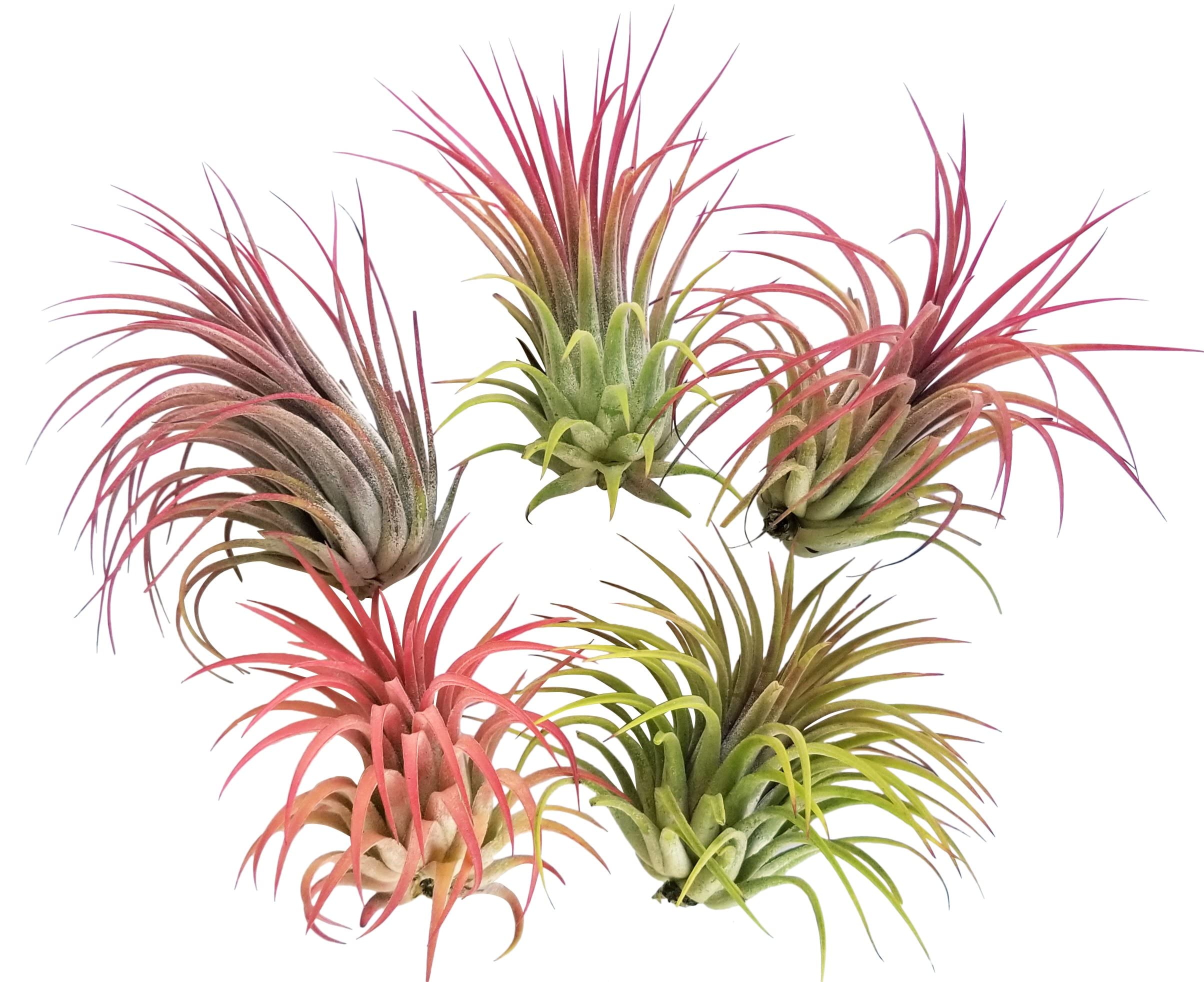 5 Large Air Plants Tillandsia Ionantha Variety - Live Tropical House Plants for Home Decor, DIY Terrariums