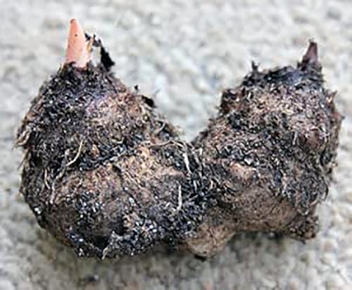 5 Large Caladium Mixed Colors Caladium Bulbs - Bare Root - Zone 9-11