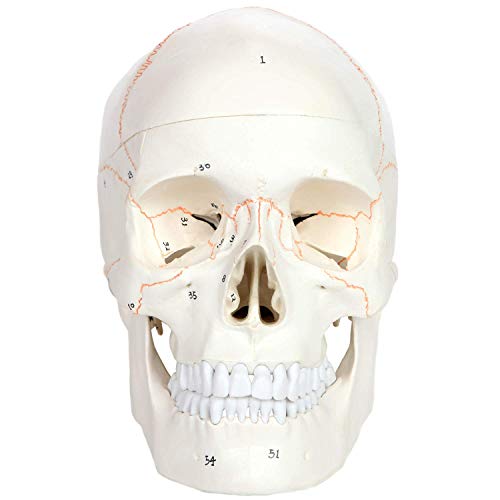 Axis Scientific Numbered Human Skull Model Bundle, 3 Part Life Size Replica, Removable Calvarium (Skull Cap), Mandible (Jaw) and 55 Numbered Features, Includes Detailed Study Guide