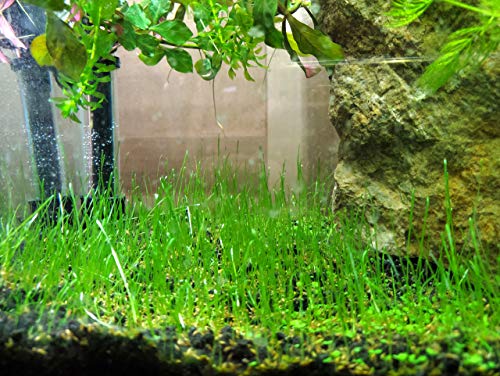 Freshwater Aquarium Dwarf Hairgrass Seeds Foreground or Carpeting in Planted Fish Tank Betta Will Love it.