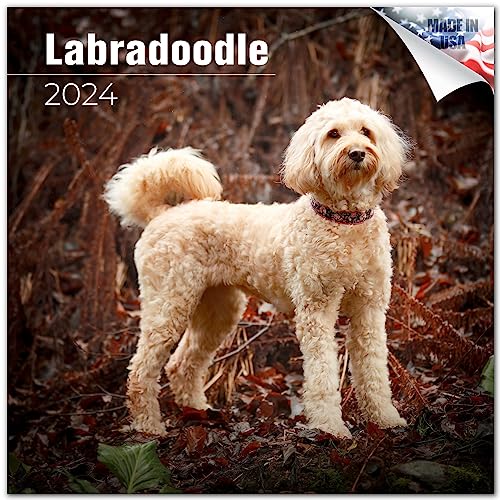 2023 2024 Labradoodle Calendar - Dog Breed Monthly Wall Calendar - 12 x 24 Open - Thick No-Bleed Paper - Giftable - Academic Teacher's Planner Calendar Organizing & Planning - Made in USA