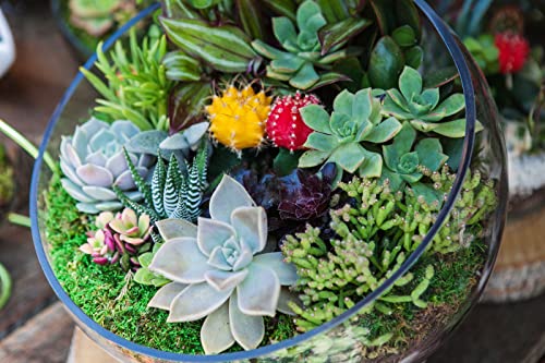 500pcs Mix Rare Succulent Seeds for Planting, DIY Bonsai Ornamental Plant Hardy Perennial