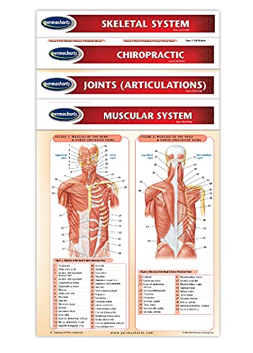 Chiropractic Medicine Guides - 4 Chart Bundle - Medical Quick Reference Guides by Permacharts
