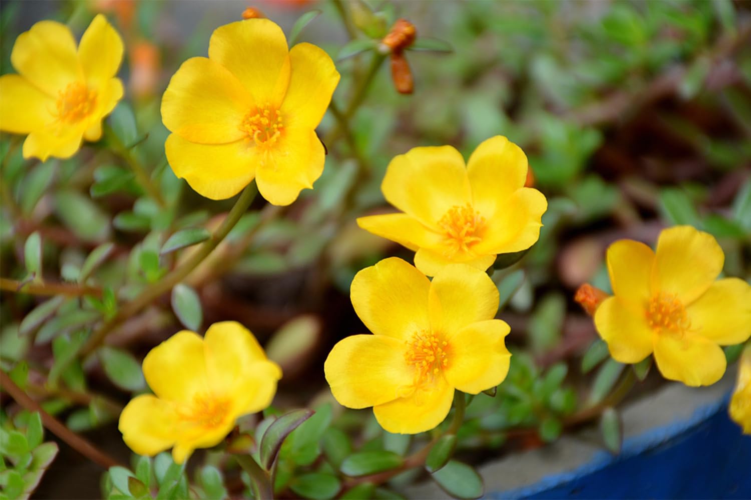 2000+ Moss Rose Seeds for Planting Outdoor Rare Purslane Seeds Succulent Ground Cover Plant Portulaca Oleracea Seeds