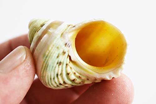 Set of 35 Hermit Crab Shells Assorted Changing Seashells Small 1/2"-2" Size (Opening Size 1/4" - 1") Mega Pack