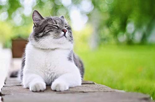 Advanced Immune Restoration for cat - CAT Ultra Vitamins - Essential Minerals and NUTRIENTS - Immune Support - Hair and Coat Health - cat Vitamin b Supplement - 1 Bottle (90 Chewable Tablets)
