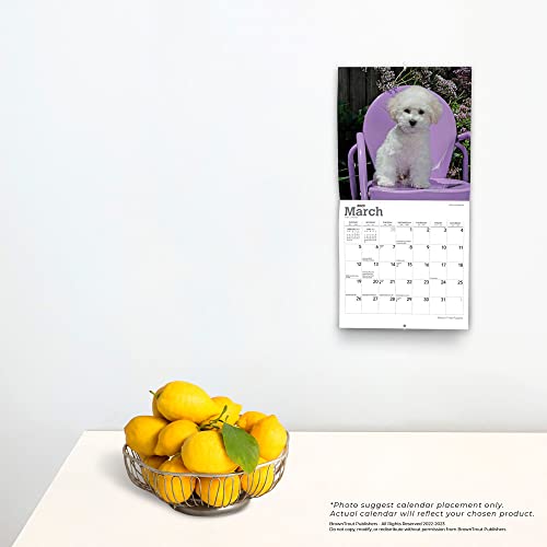 Bichon Frise Puppies | 2023 7 x 14 Inch Monthly Mini Wall Calendar | BrownTrout | Animals Dog Breeds Puppy DogDays