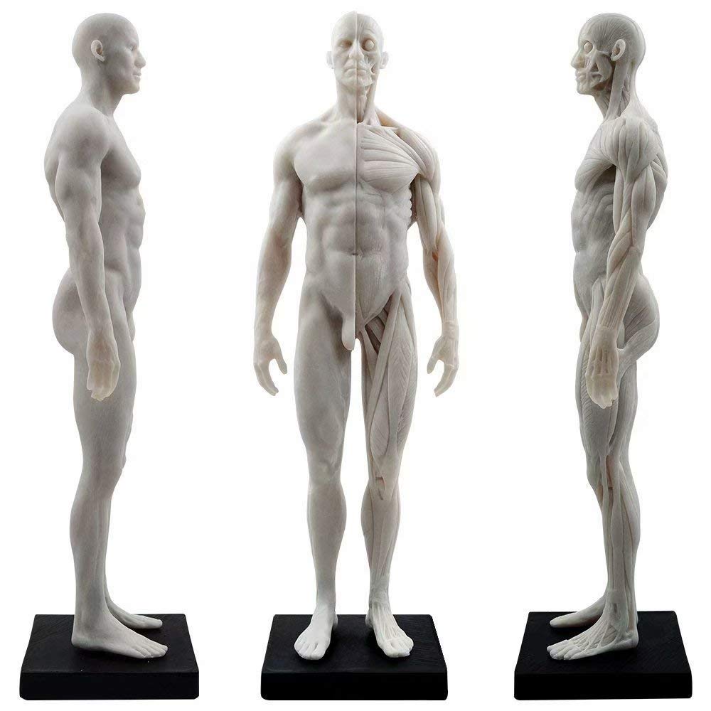 Global-Dental 11 inch Male Human Anatomical Model Art Anatomical Figure White