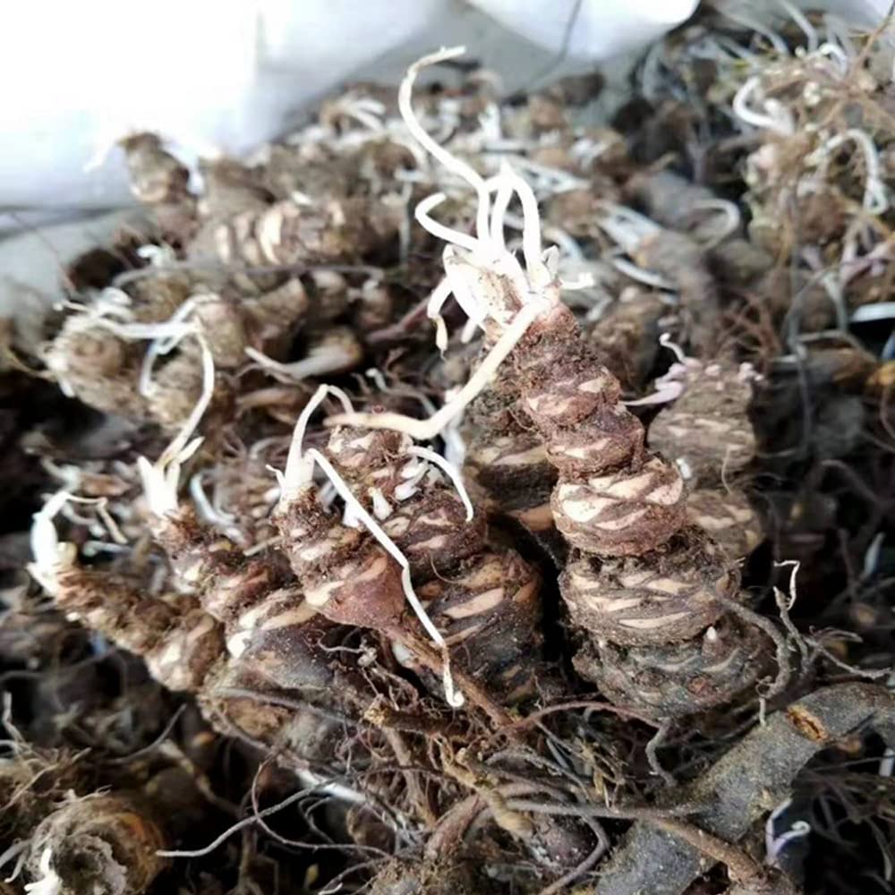 20g Red Oxalis corymbosa DC Bulbs Red Shamrock Wood Sorrel Flower Oxalis triangularis Purple Shamrock Bulbs Red Shamrock for Home Garden Outdoor Planting.