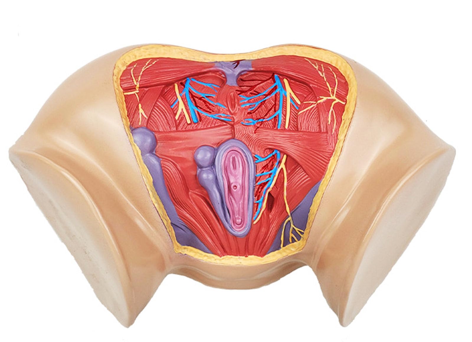 3D Human Uterus Model Uterus Vulva Combination Model Human Uterus Model, Model Model of Female Reproductive System for Human Anatomy and Physiology Education