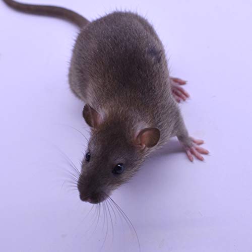 MiceDirect Frozen Rat Combo Pack of 4 Medium & Large Feeder Rats β 2 Rat Mediums & 2 Rat Larges - Food for Corn Snakes, Ball Pythons, Lizards and Other Pet Reptiles-Freshest Snake Feed Supplies