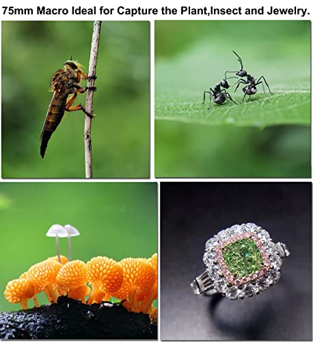 ALILUSSO 75mm Macro Lens,for iPhone,Samsung,Pixel,BlackBerry etc,with Clip,Cell Phone Lens,Detail Lens,Close-up Pictures