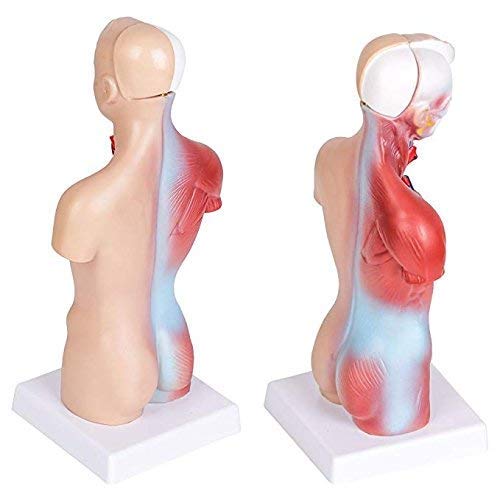 superply Anatomy Model | 11inch Human Torso Body | Heart Brain Skeleton | Medical School Educational Tool