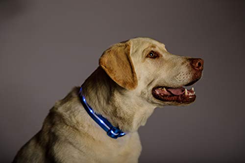 Blazin LED Light Up Dog Collar - 1,000 Feet of Visibility - Brightest for Night Safety - USB Rechargeable Waterproof Dog Collar Light