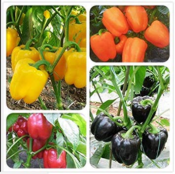 200 pz/lotto Peperone Dolce, semi di peperone semi vegetali vegetali giardino di casa 6