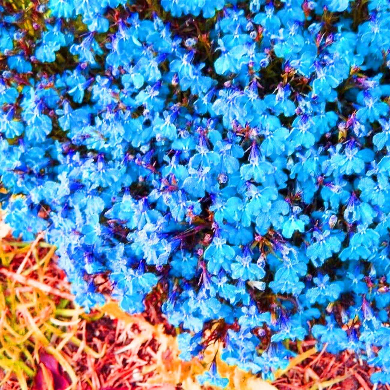 20000+ Peacock Blue Heirloom Creeping Thyme Lawn Seeds - Non-GMO Magic Ground Cover Flowers Seeds Perennial Thymus Serpyllum Seed for Planting