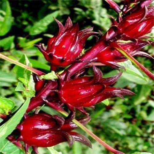 50 Jamaican Sorrel Seeds, Florida Cranberry, Indian Roselle, Hibiscus Sabdariffa