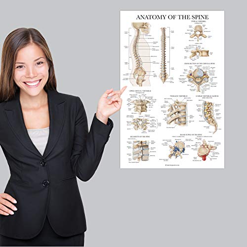 Palace Learning 2 Pack: Anatomy of the Spine + Disorders of the Spine Poster Set - Set of 2 Anatomical Charts - Laminated - 18" x 24"