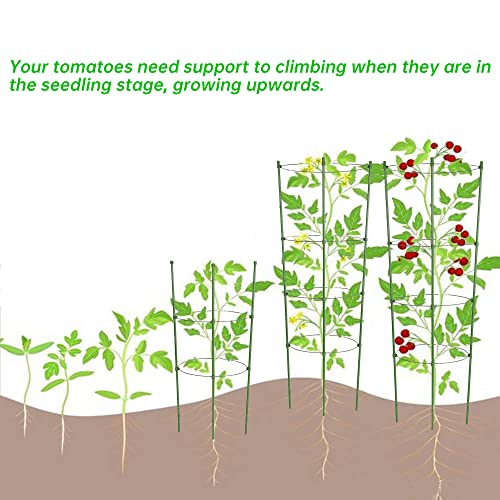 Adjustable Tomato Cage,36" Plant Support Garden Plant Stakes Cucumber Trellis with 4 Adjustable Ring for Climbing Plants Vegetables,Flowers,Fruit,Rose Vine Climbing Plants(6 Pack)