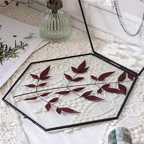 NCYP Medium Hanging Black Hexagon Herbarium Brass Glass Frame for Pressed Flowers, Dried Flowers, Poster, Double Glass, Side Length 5.8 inches Floating Frame, Glass Frame Only