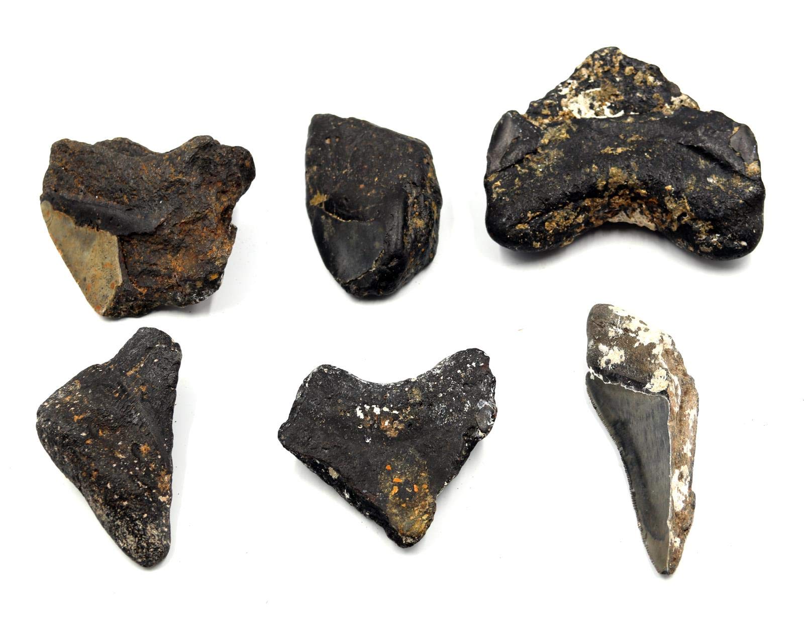 Megalodon Teeth Lot of 6 Fossils w/6 info Cards Shark #15670 34o